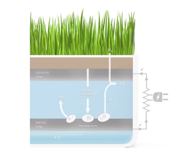 Bioo: la startup que genera electricidad a través de las plantas