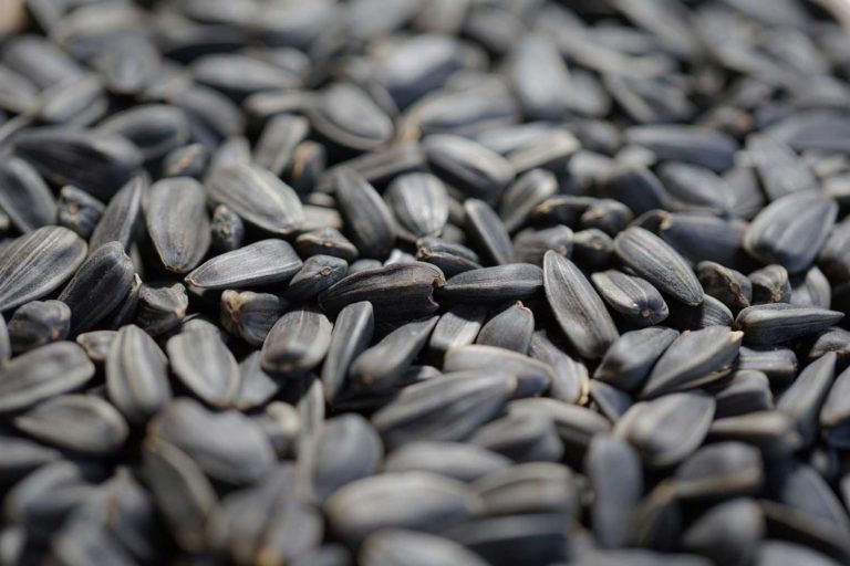 Historia de Pipas Facundo: trayectoria de la mítica marca de frutos secos